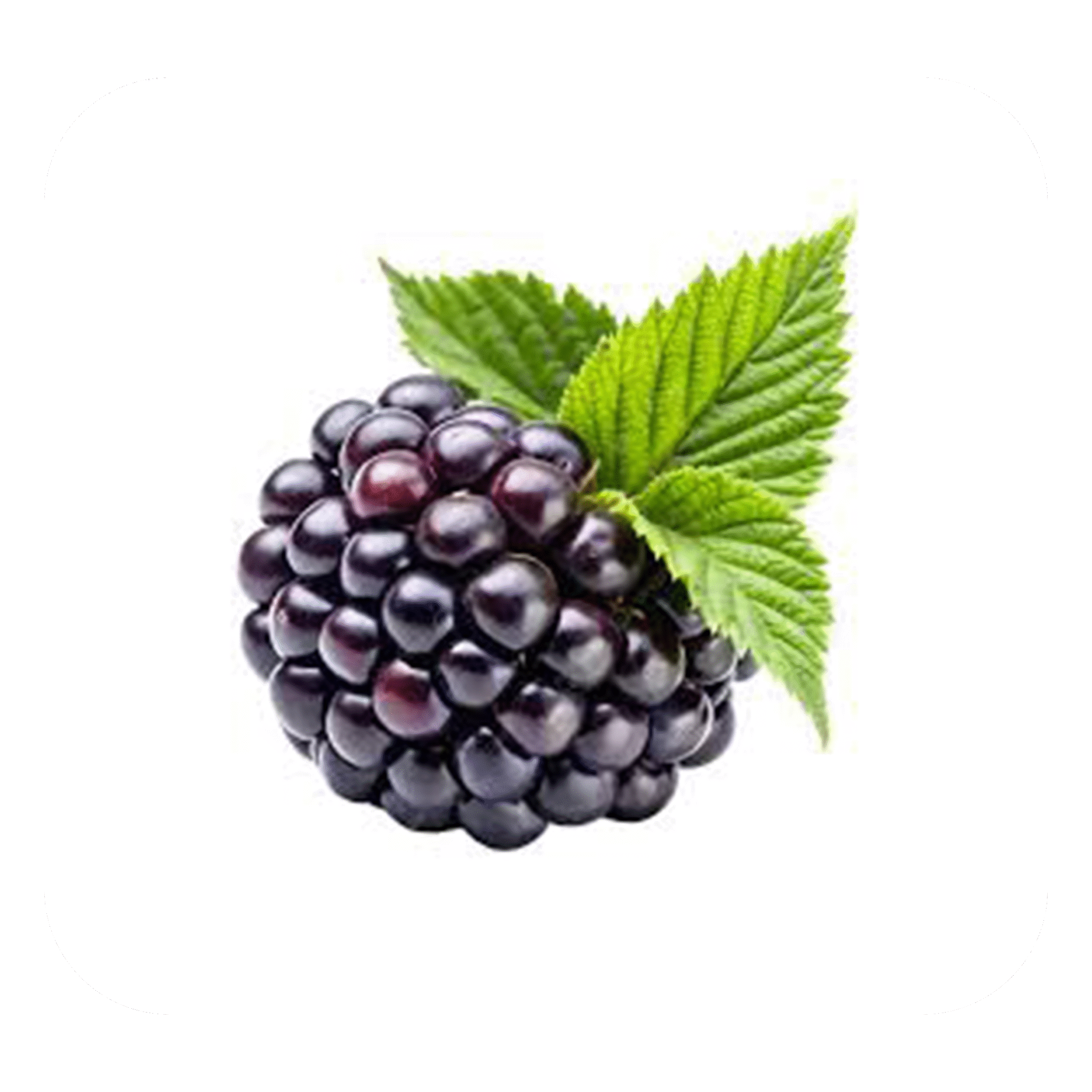 Blackberry – Al-Rabie Herbs